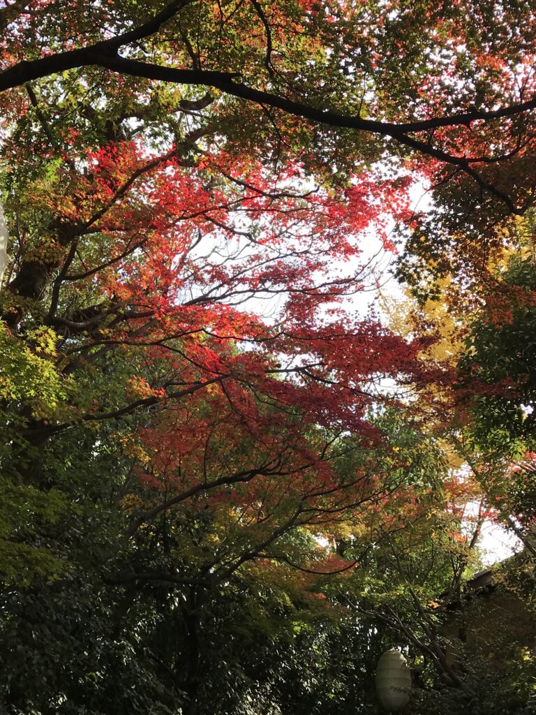 Discover Japan’s Autumn Beauty: The Magic of Koyo (Fall Foliage)